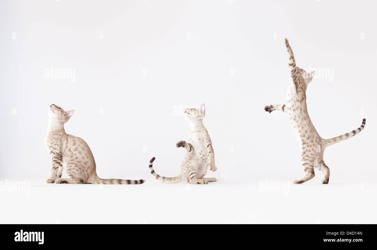 Le collage Banque de photographies et d’images à haute résolution - Alamy