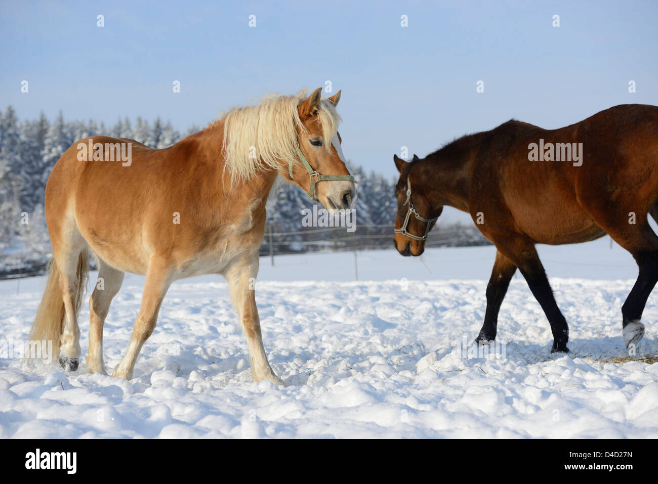 Haflinger cheval Banque de photographies et d’images à haute résolution ...