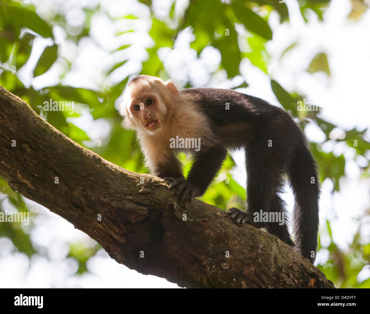 Whitefaced monkey Banque de photographies et d’images à haute ...