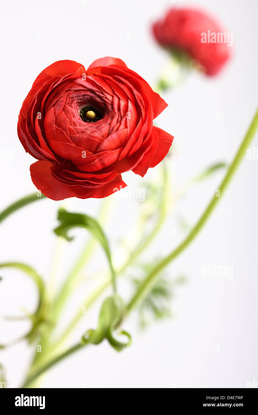Ranunculus asiaticus flowers Banque de photographies et d’images à ...