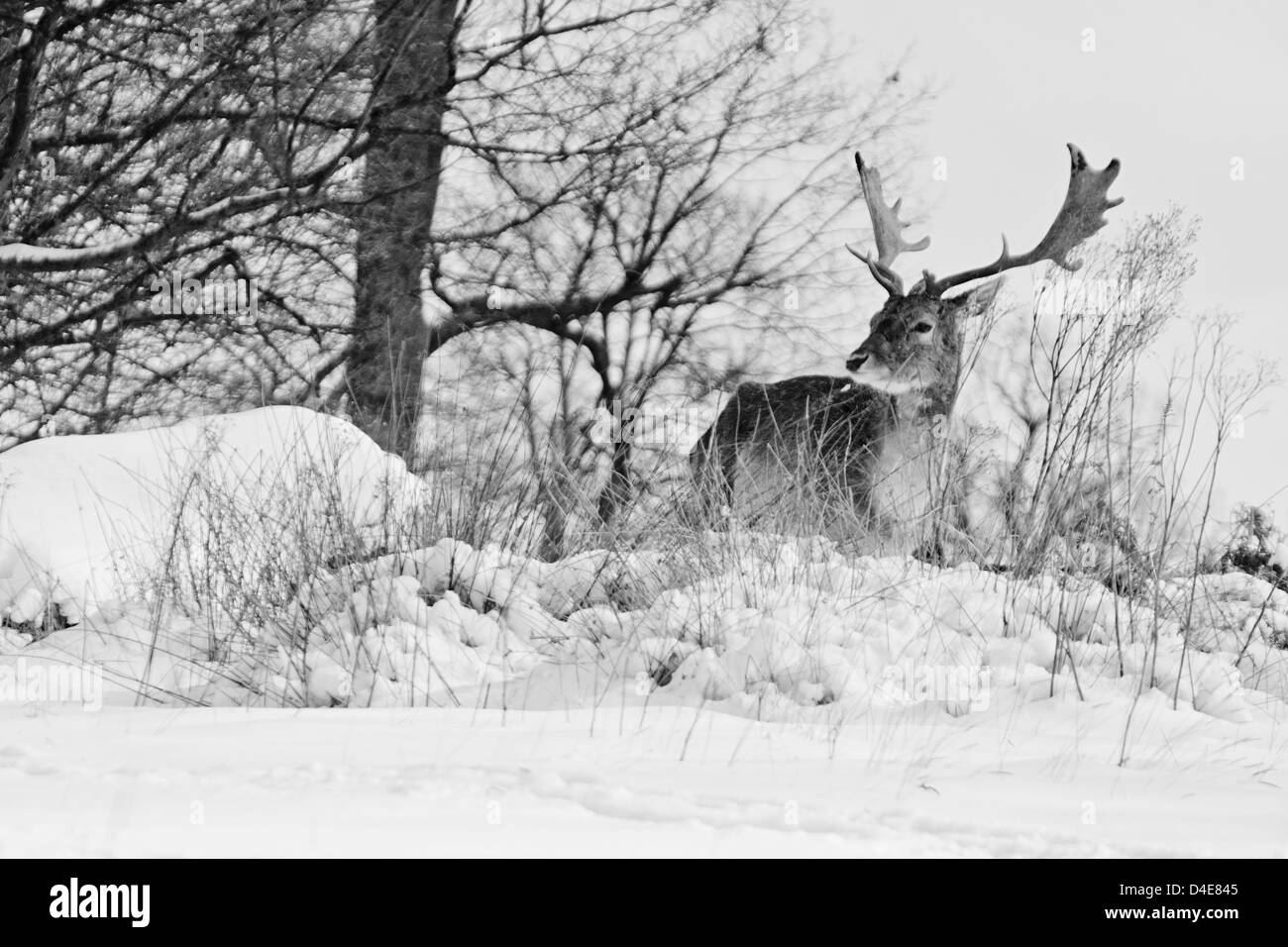 Cerf avec de la neige Banque d'images noir et blanc - Alamy