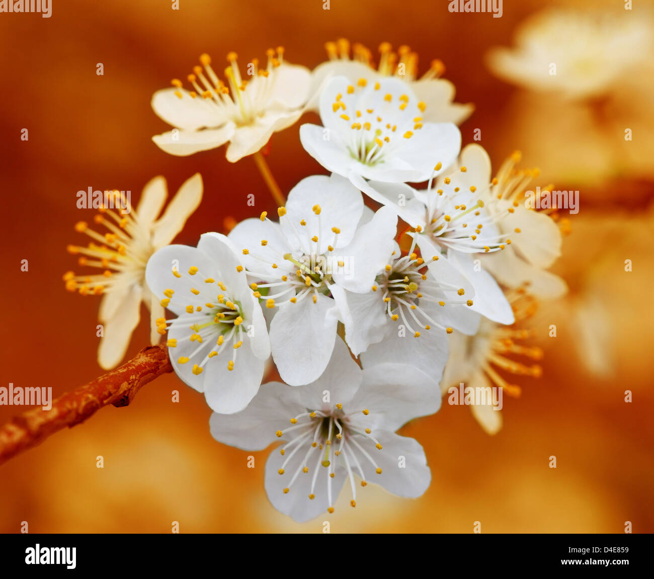 Fleur de cerisier orange Banque de photographies et d’images à haute ...