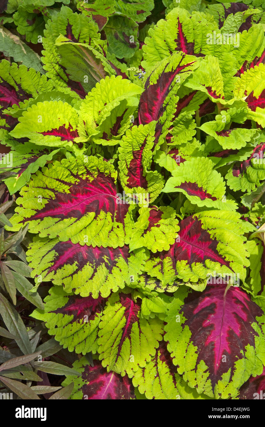 Coleus kong rose Banque de photographies et d’images à haute résolution ...