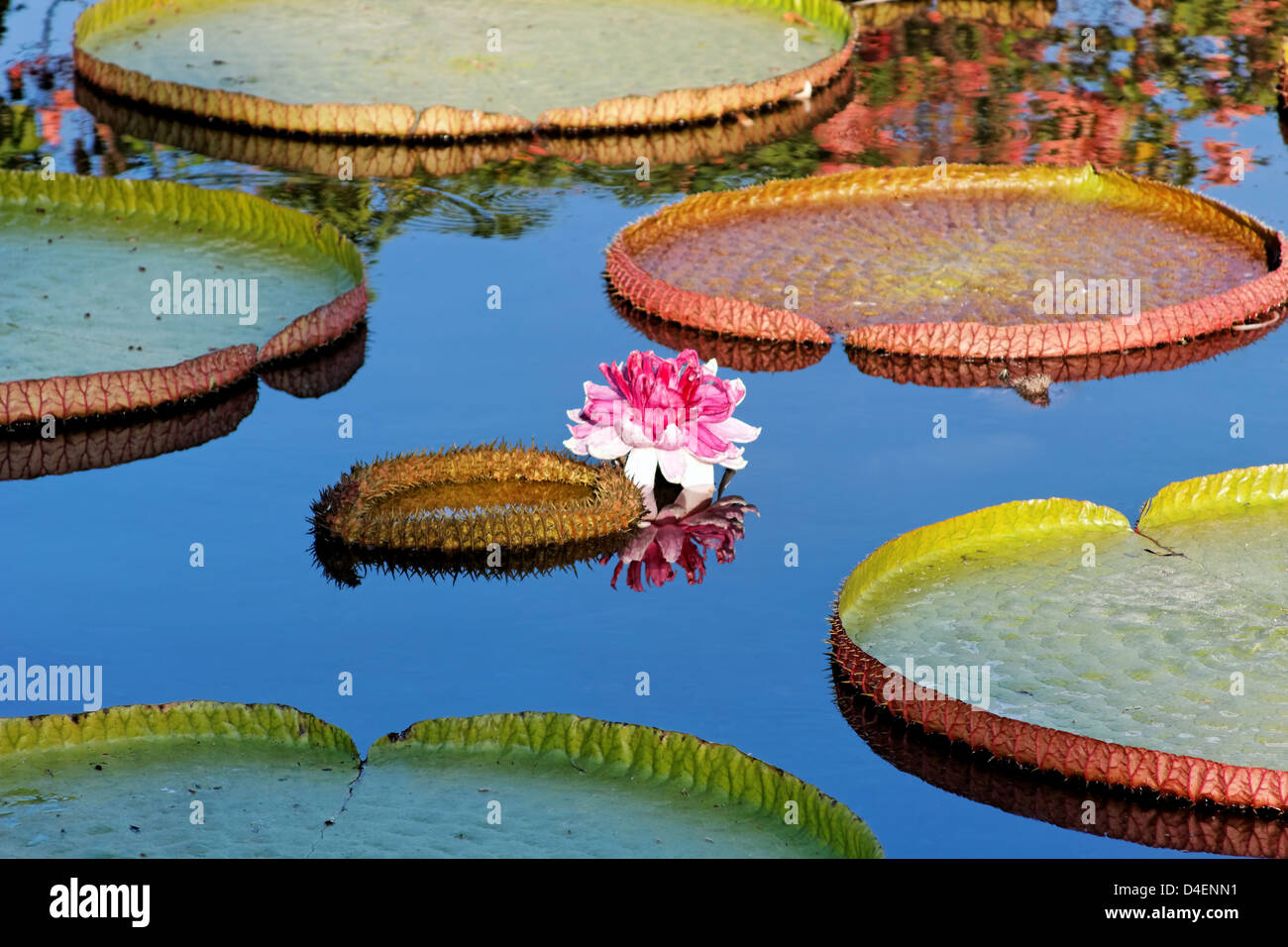 Victoria amazonica giant water lily Banque de photographies et d’images ...