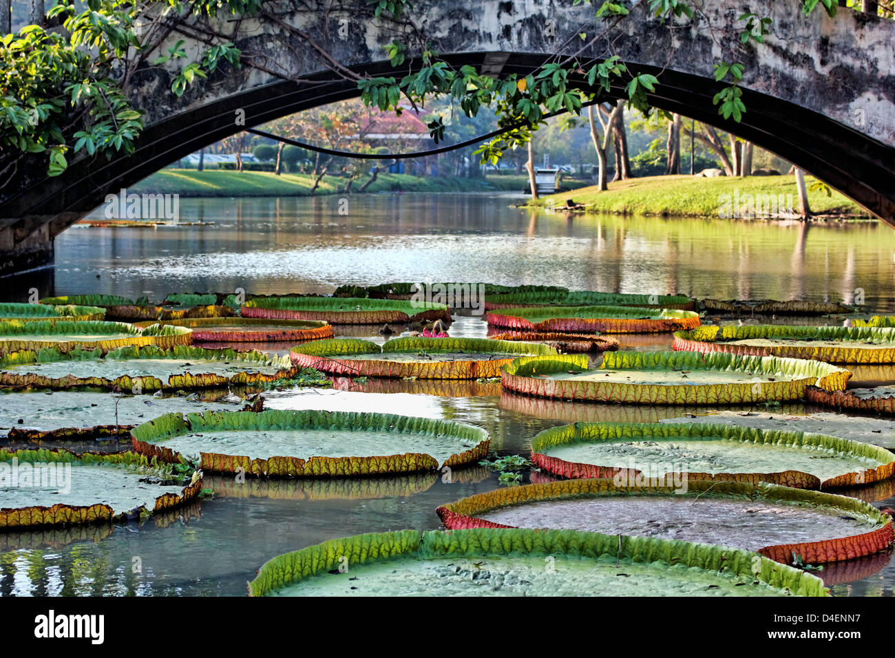 Victoria amazonica water lily Banque de photographies et d’images à ...