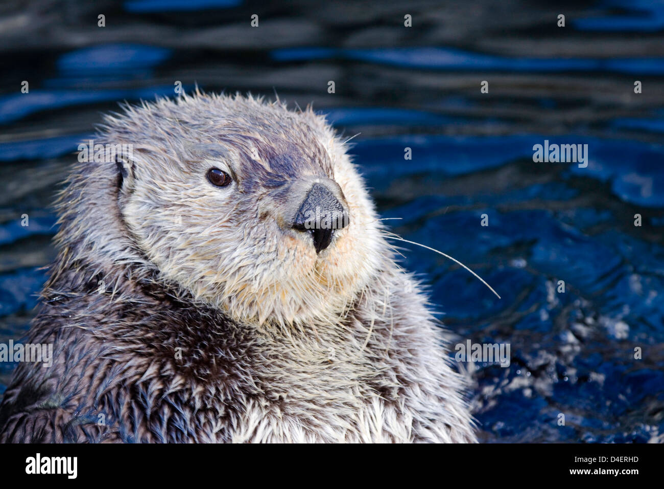 Loutre de mer californie Banque de photographies et d’images à haute ...