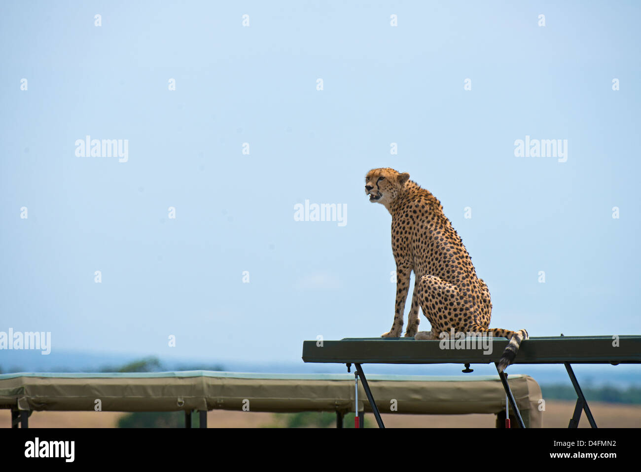 Guépard sur un véhicule Banque de photographies et d’images à haute ...