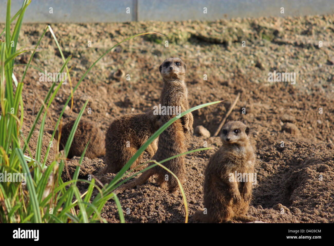 Suricates kalahari Banque de photographies et d’images à haute ...