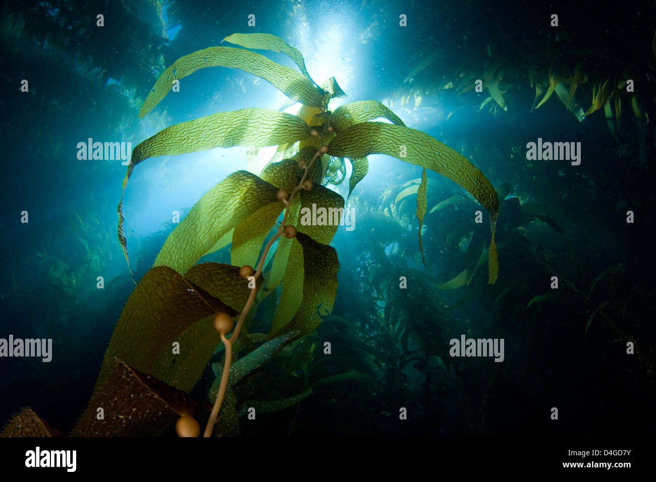 Varech geant Banque de photographies et d’images à haute résolution - Alamy