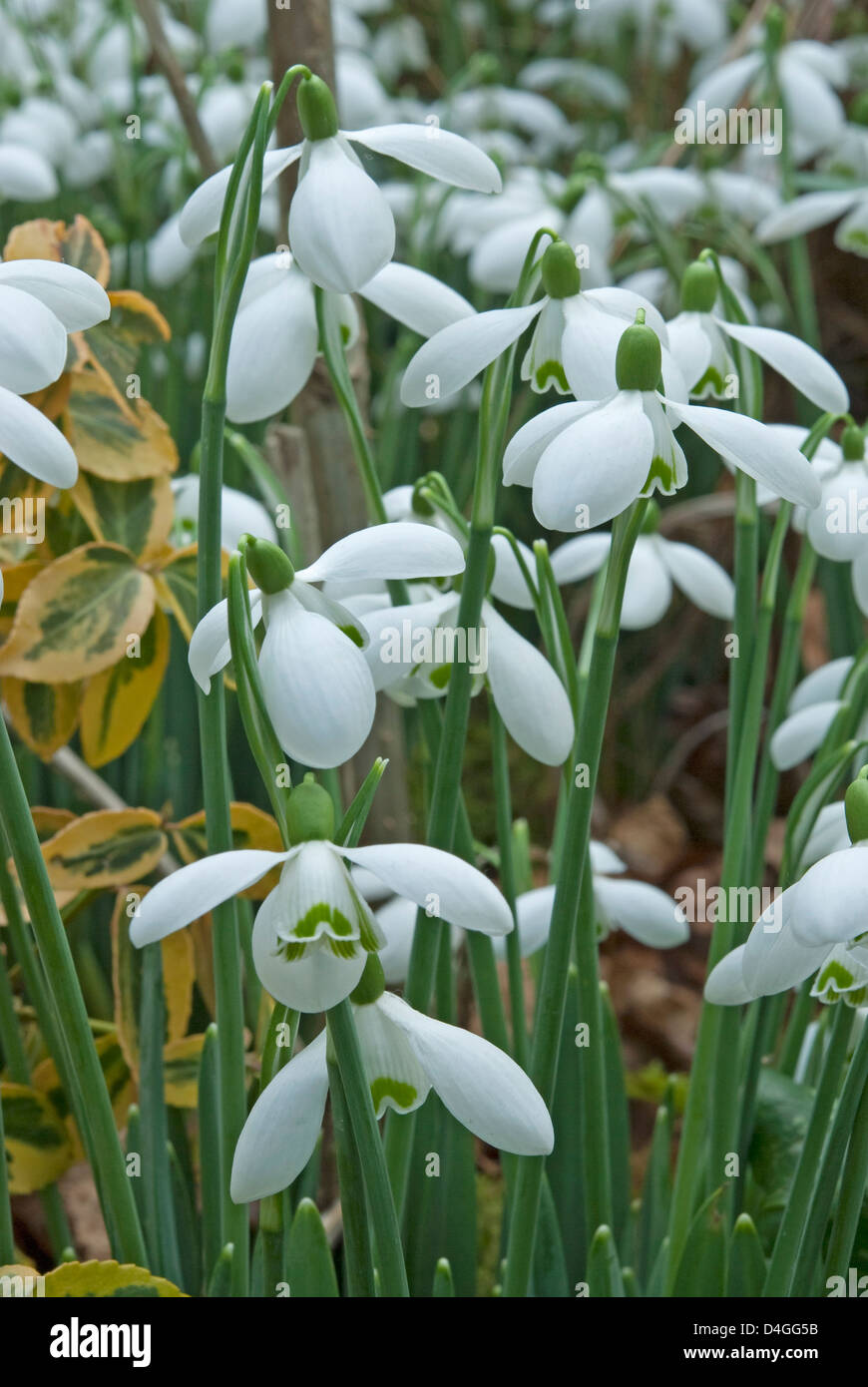 Galanthus sam arnott Banque de photographies et d’images à haute ...