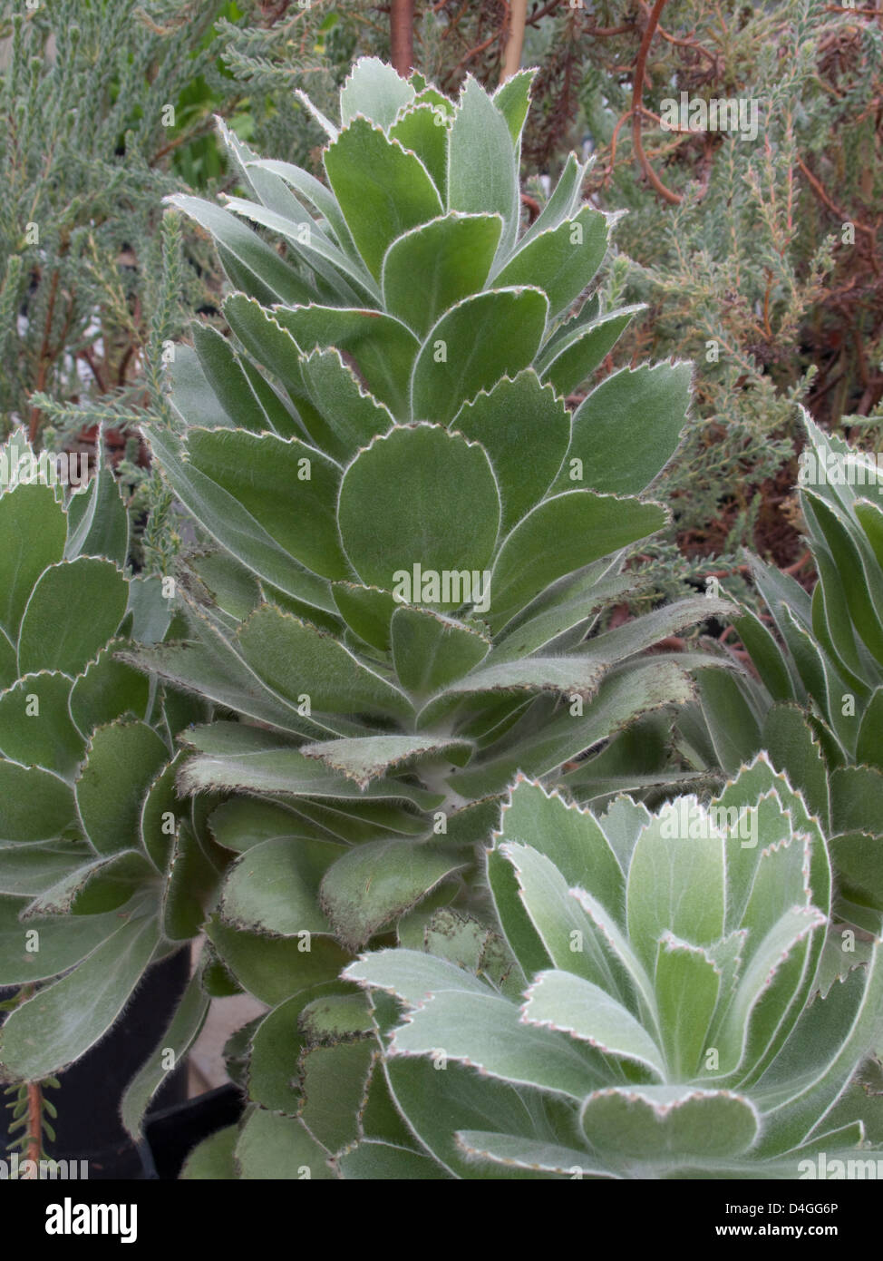Conocarpa Protea. Une disparition rare Protea photographiée au MSB ...
