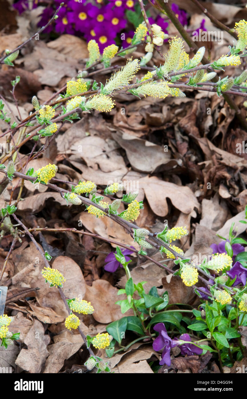 Salix repens Banque de photographies et d’images à haute résolution - Alamy