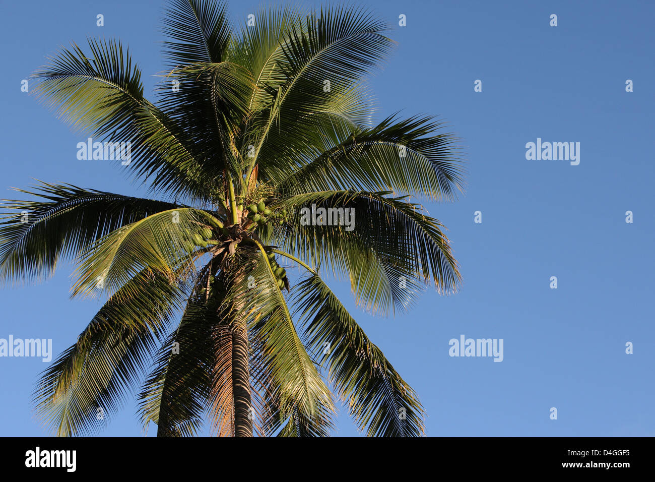 Raffia palm tree Banque de photographies et d’images à haute résolution ...