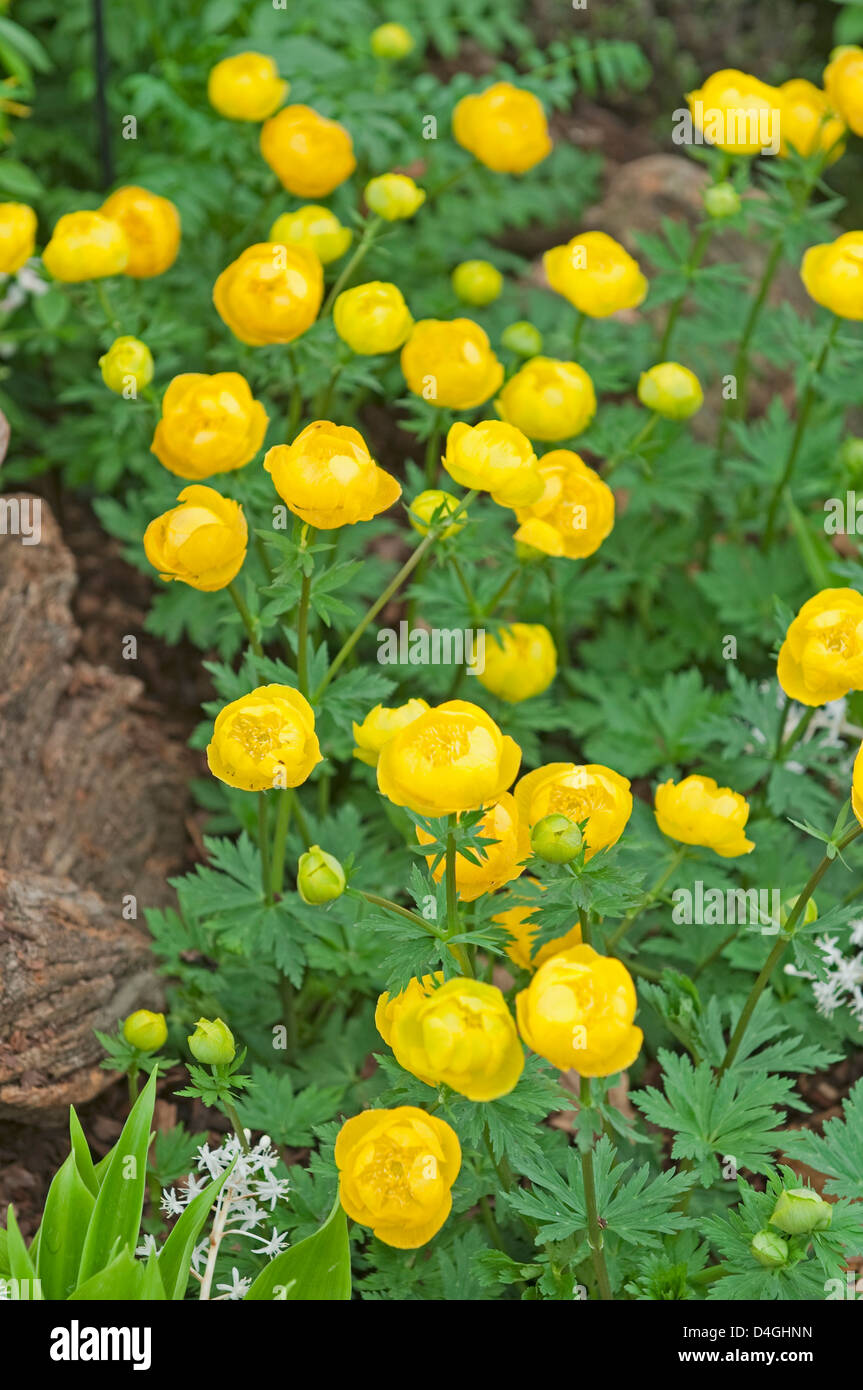 Trollius lemon queen Banque de photographies et d’images à haute ...