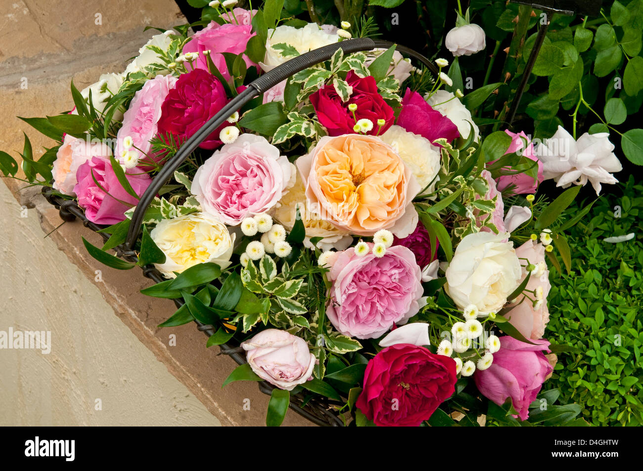 David austin roses Banque de photographies et d’images à haute ...