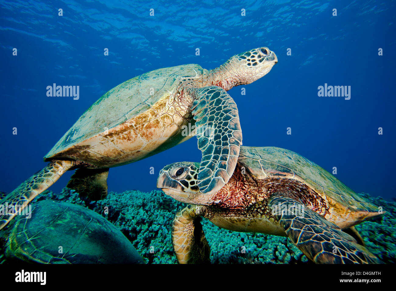 Tortue verte, Chelonia mydas, une espèce en voie de disparition. Hawaii ...