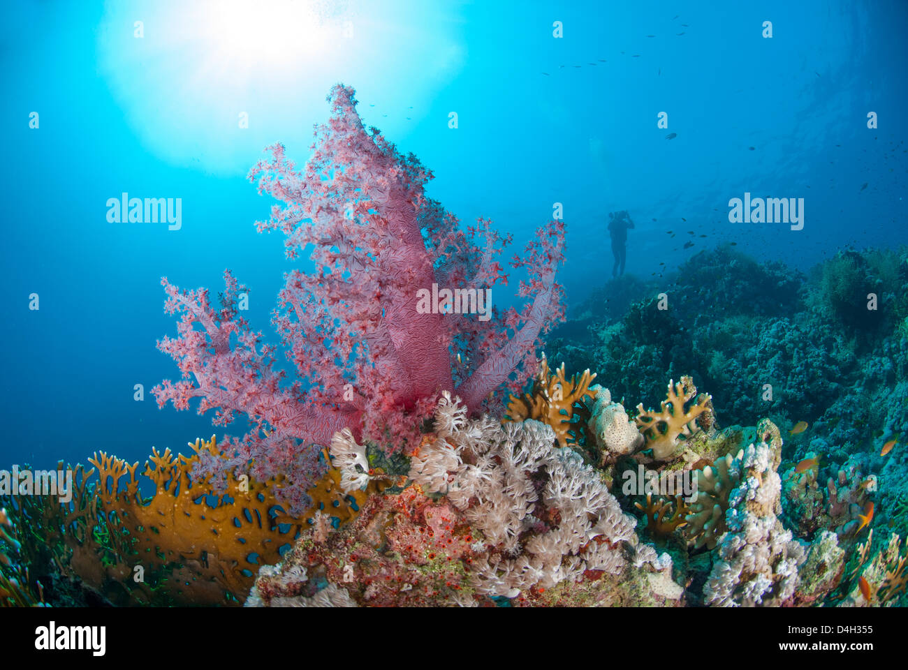 Coraux Mous violets, parc national Ras Mohammed, au large de Sharm el ...