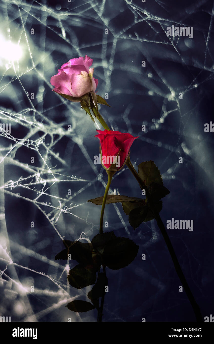 Deux roses Banque de photographies et d’images à haute résolution - Alamy