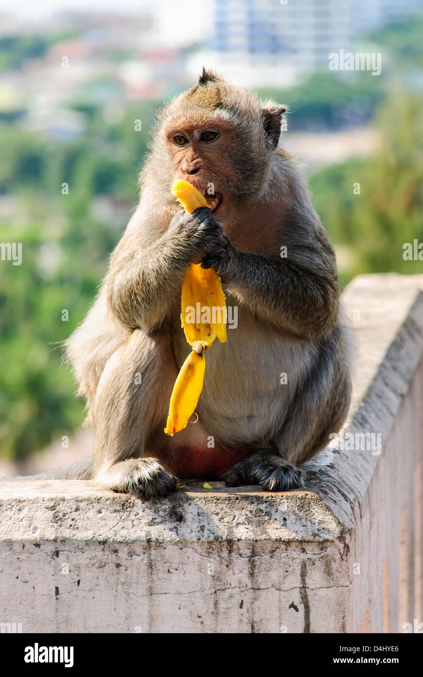 Singe banane Banque de photographies et d’images à haute résolution - Alamy