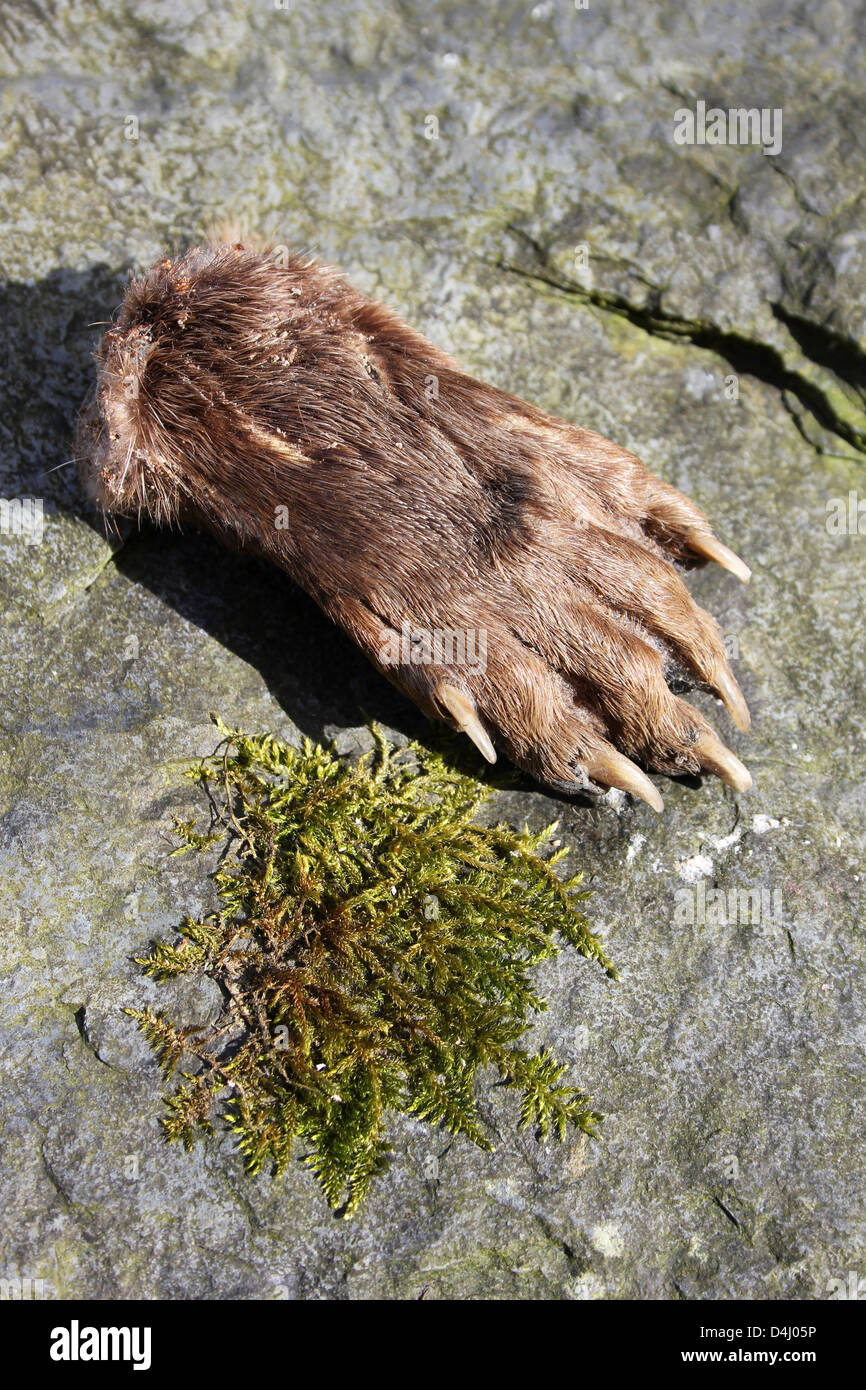 Patte de loutre d'Europe Lutra lutra Photo Stock - Alamy