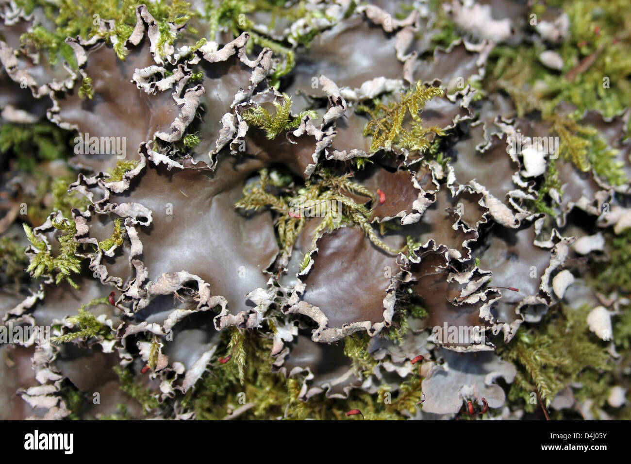 Dog lichens Banque de photographies et d’images à haute résolution - Alamy