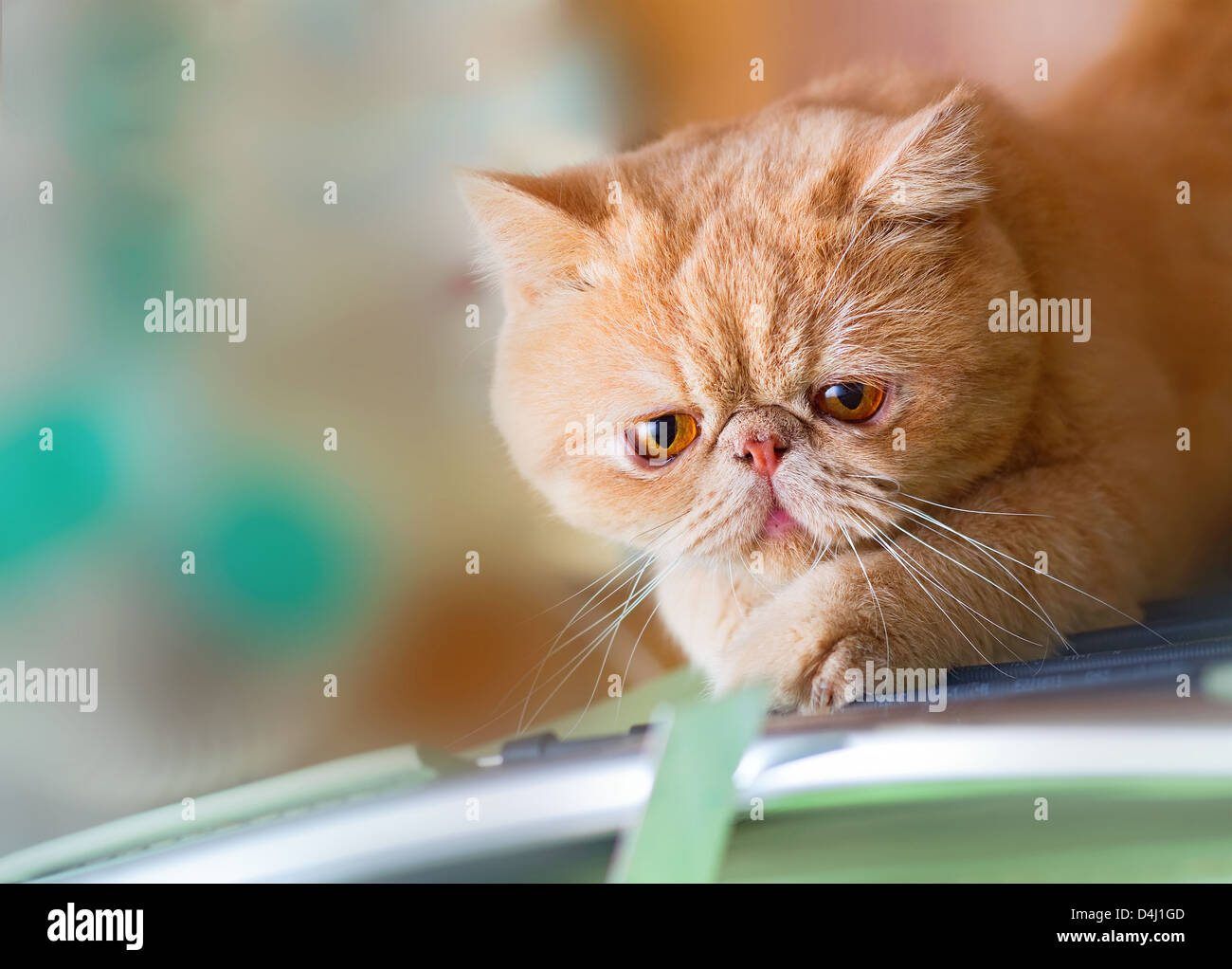 Chat garfield Banque de photographies et d’images à haute résolution ...