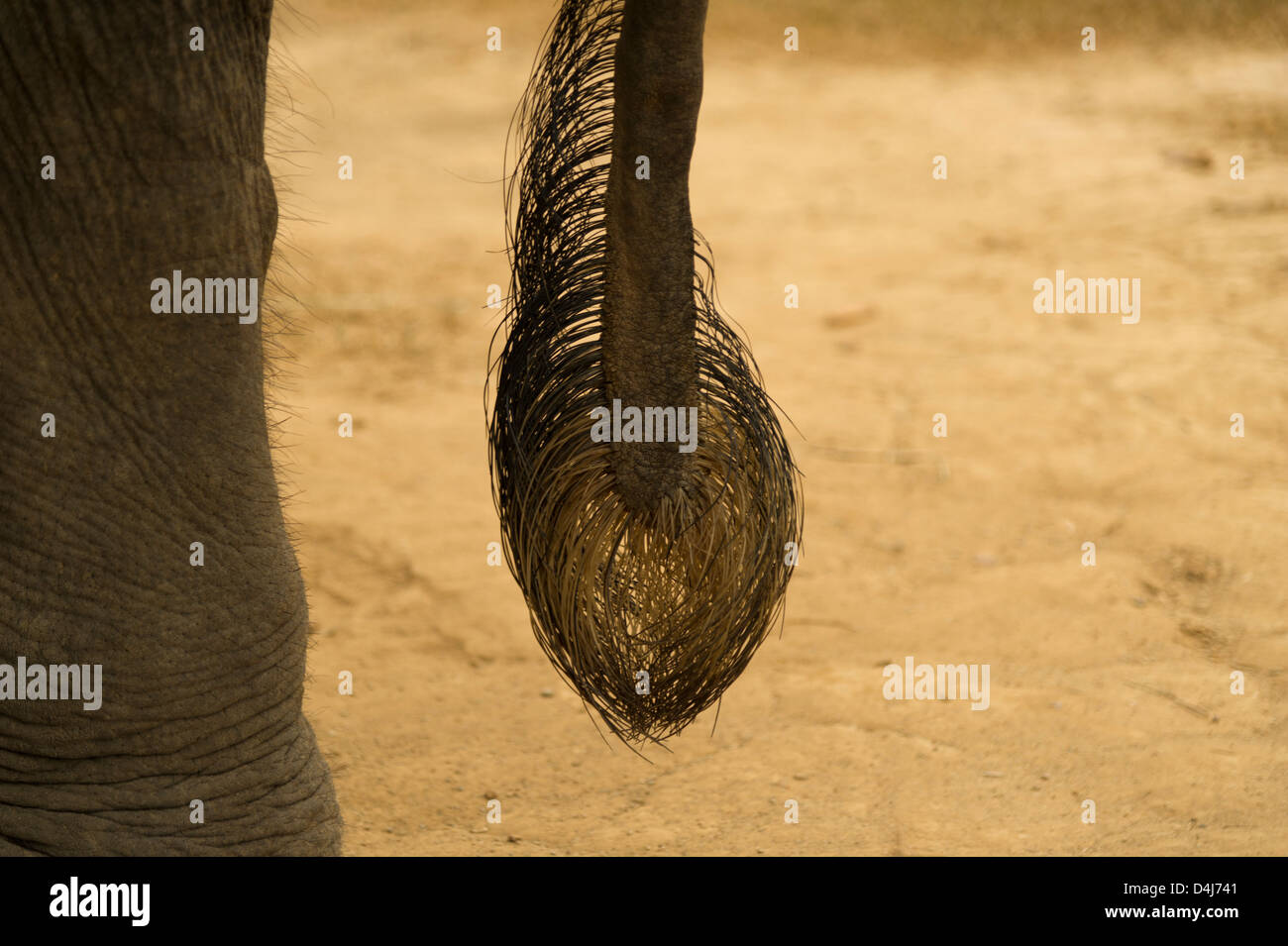 Queue raide Banque de photographies et d’images à haute résolution - Alamy