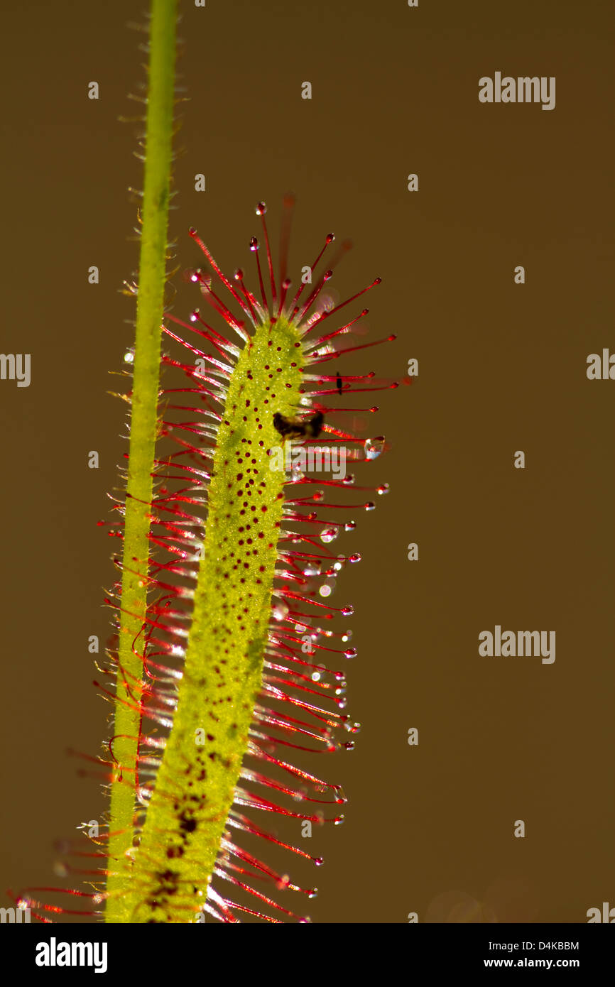 Cap sundew Banque de photographies et d’images à haute résolution - Alamy