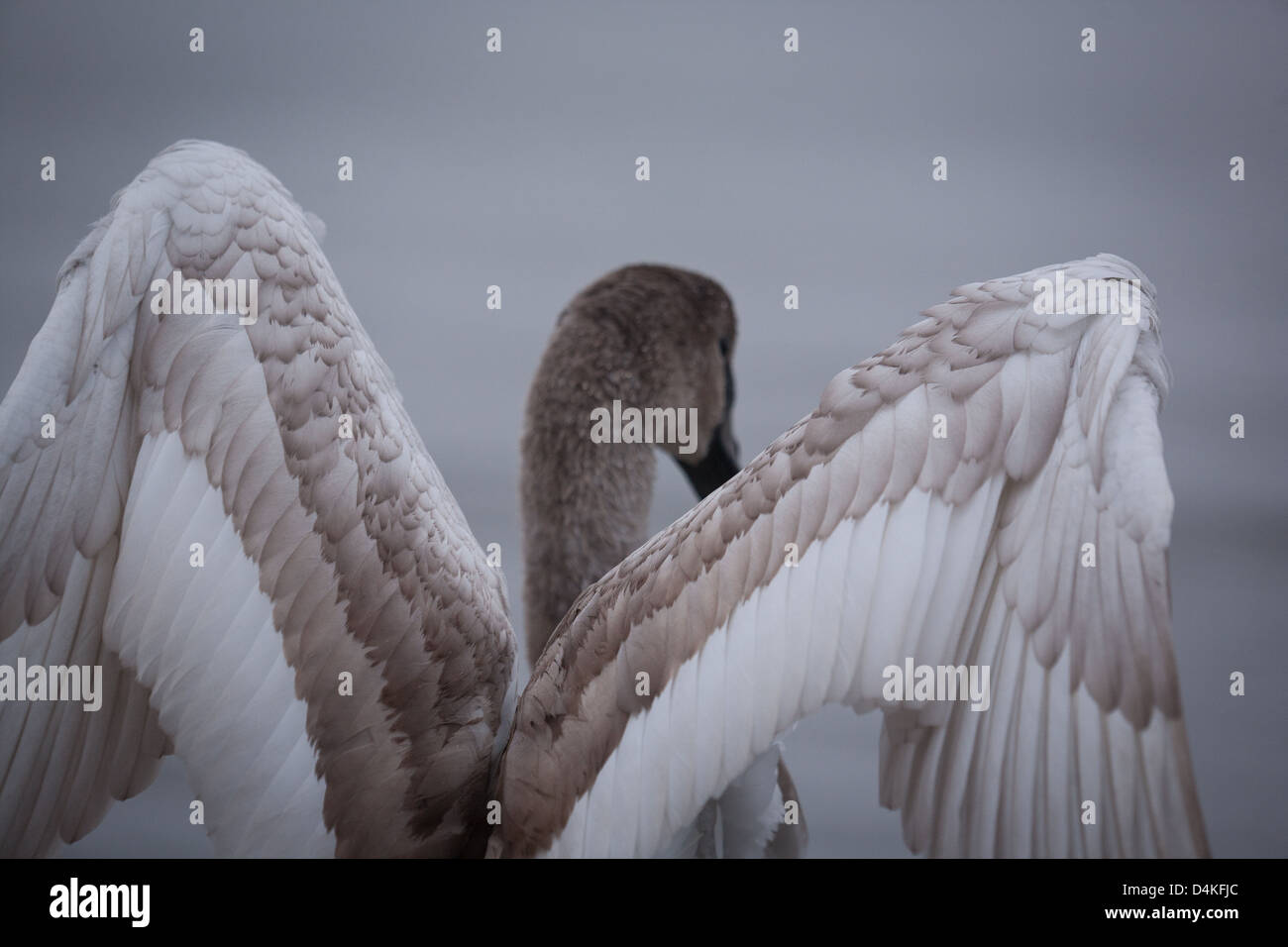 Jeune cygne muet, Cygnus olor, sur une plage de l'île de Jeløy à Moss, Oslofjorden, Østfold ...