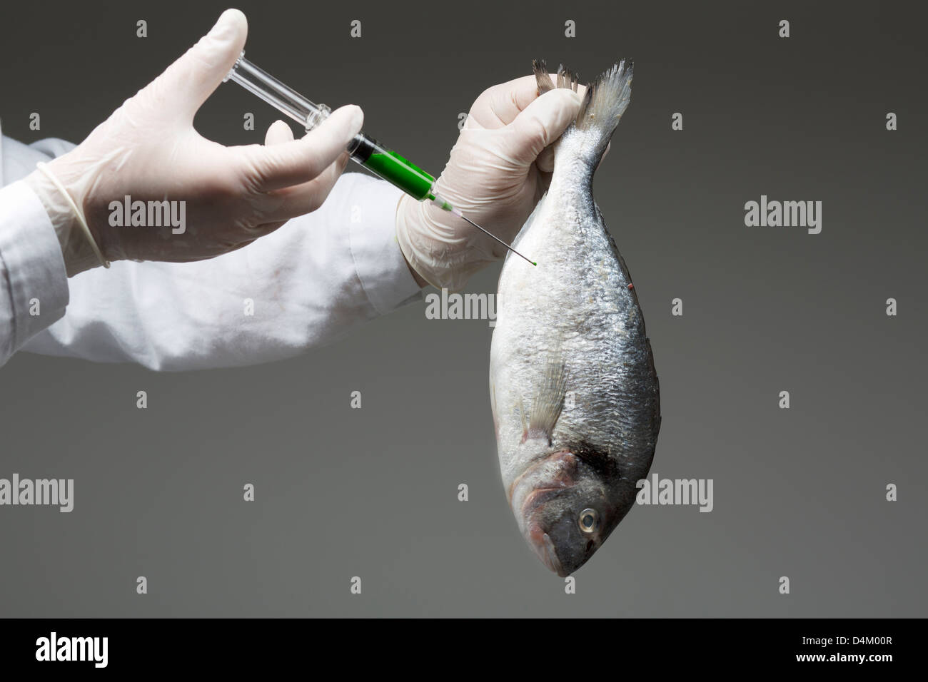 L'injection avec seringue poissons scientifique Photo Stock - Alamy