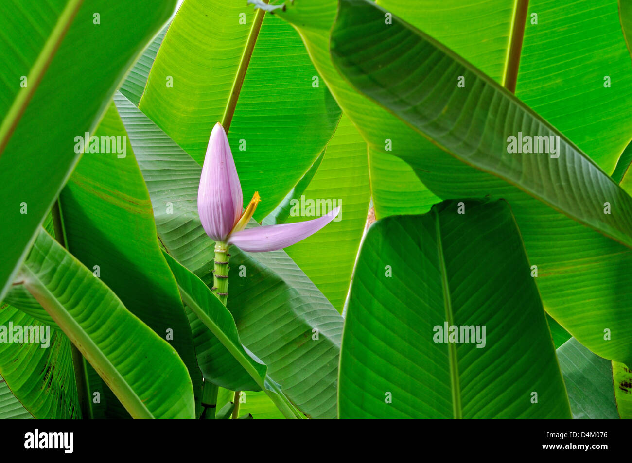 Fleur de bananier sauvage Banque de photographies et d’images à haute ...