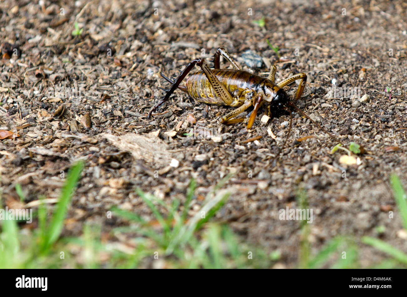 Weta Insect Banque d'image et photos - Alamy