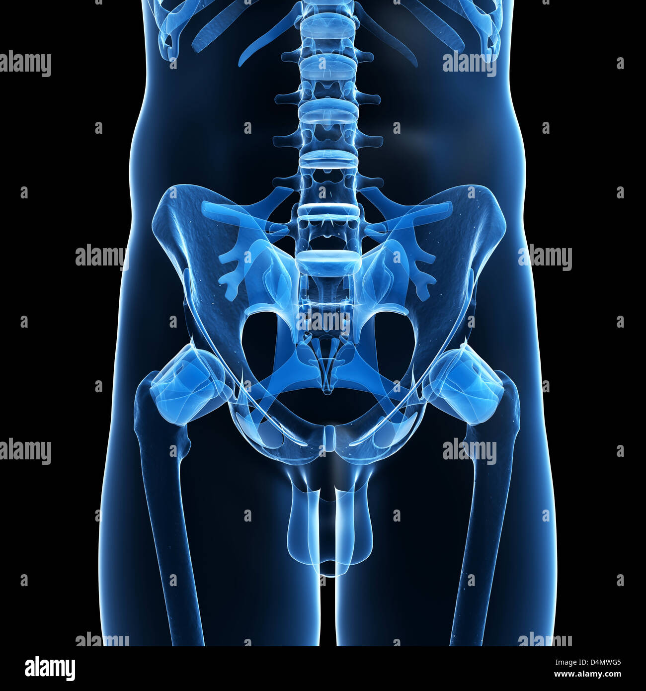 Squelette masculin Banque de photographies et d’images à haute ...