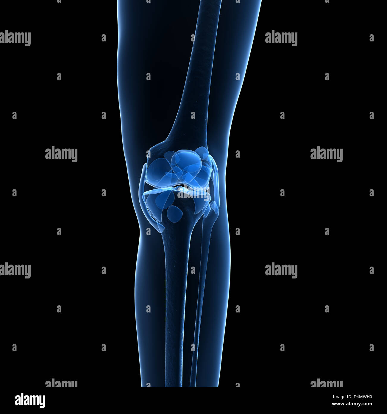Anatomie du genou Photo Stock - Alamy