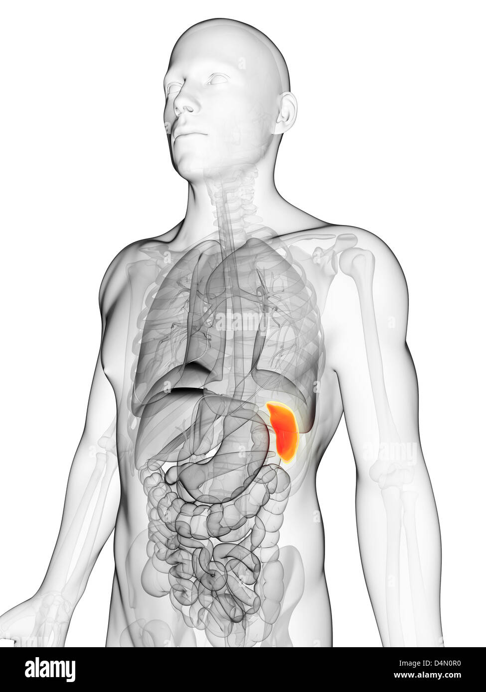 Anatomie de la rate Banque de photographies et d’images à haute ...