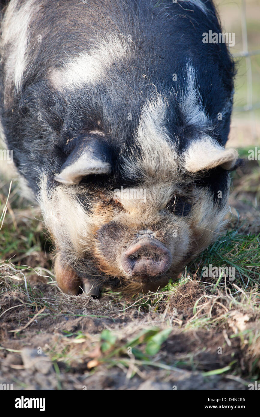 Mangalitza pig Banque de photographies et d’images à haute résolution ...