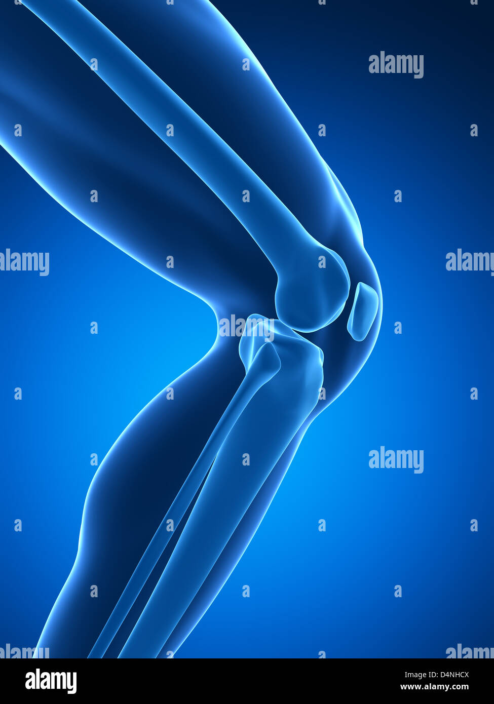 Anatomie du genou Photo Stock - Alamy