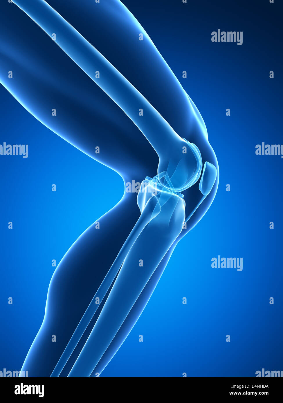 Anatomie du genou Photo Stock - Alamy