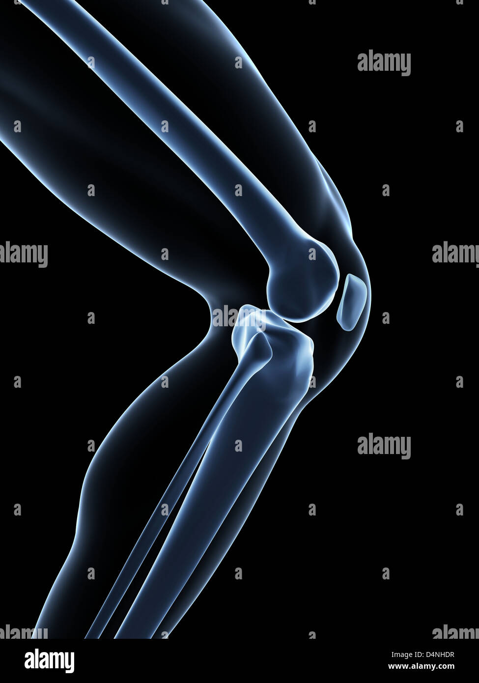 Anatomie musculaire du genou Banque de photographies et d’images à ...