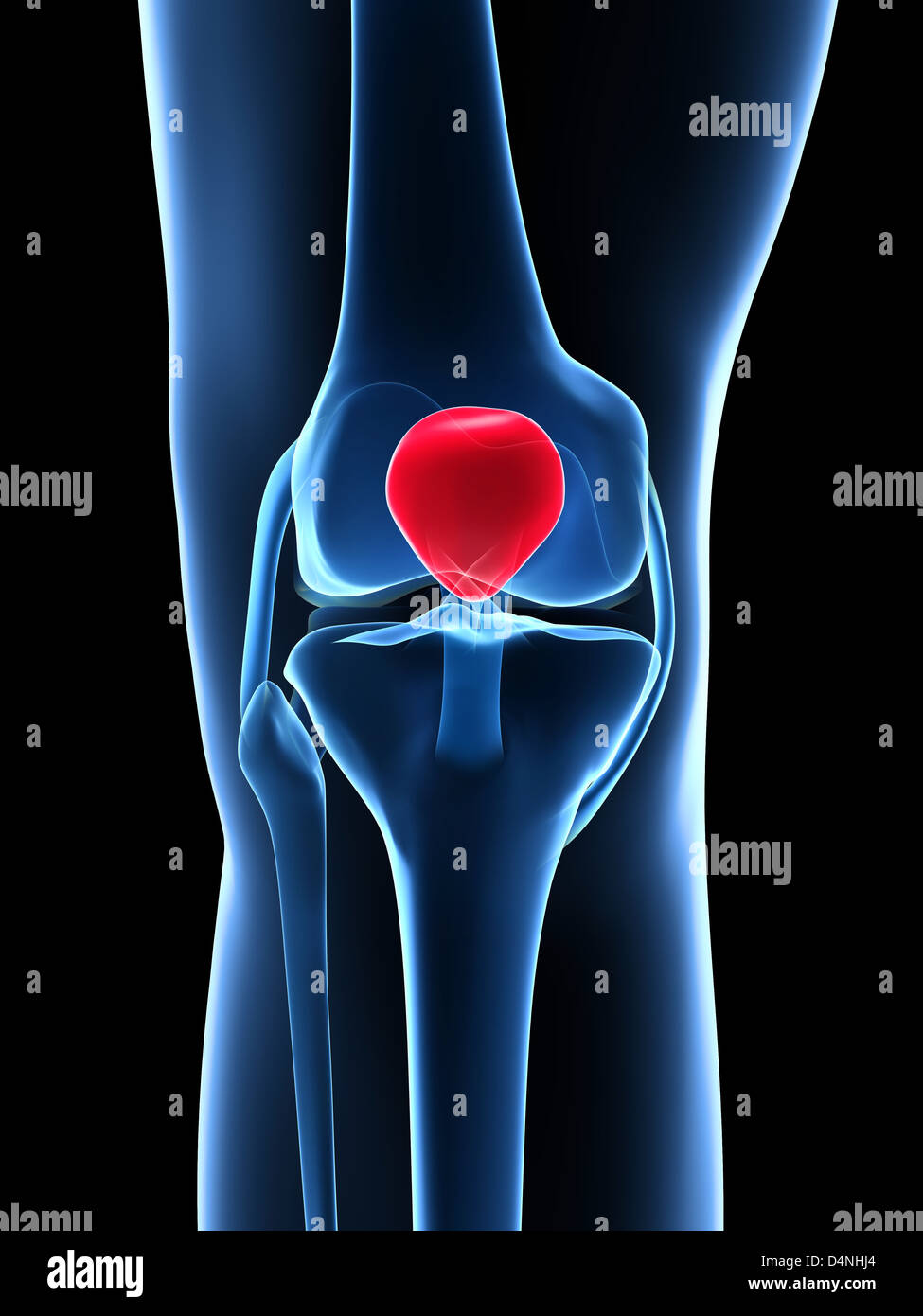 Anatomie du genou Photo Stock - Alamy
