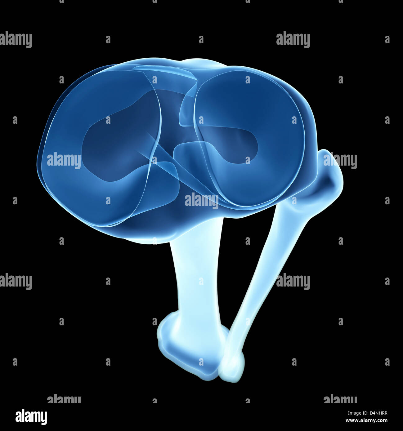 Muscle du genou Banque de photographies et d’images à haute résolution ...