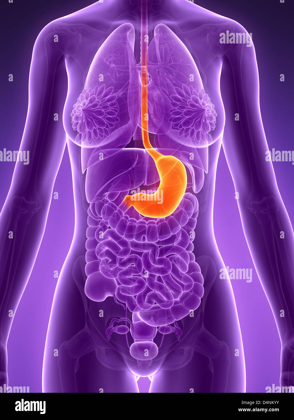 Corps d'anatomie estomac humain digestif gastrique Banque de photographies et d’images à haute ...