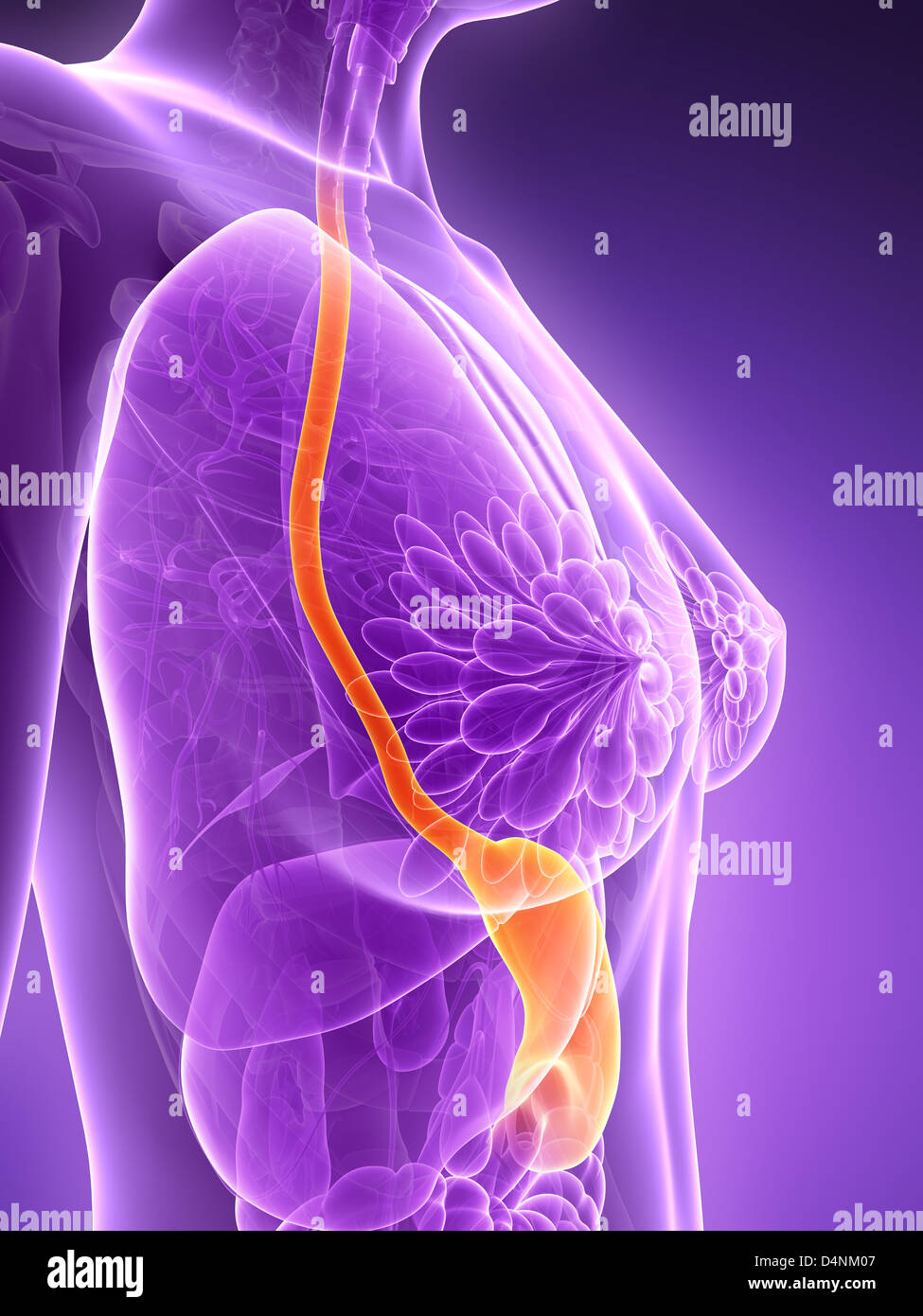 Corps d'anatomie estomac humain digestif gastrique Banque de photographies et d’images à haute ...