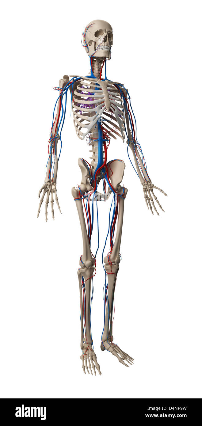 Human heart diagram Banque d'images détourées - Alamy