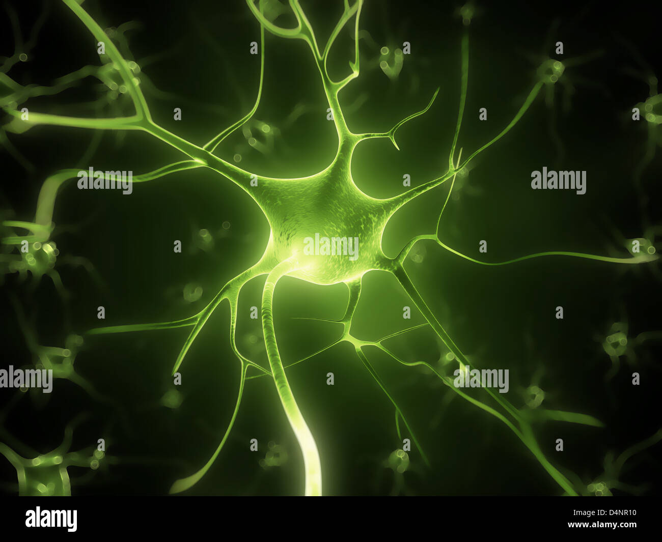 Corps de la cellule nerveuse Banque de photographies et d’images à ...