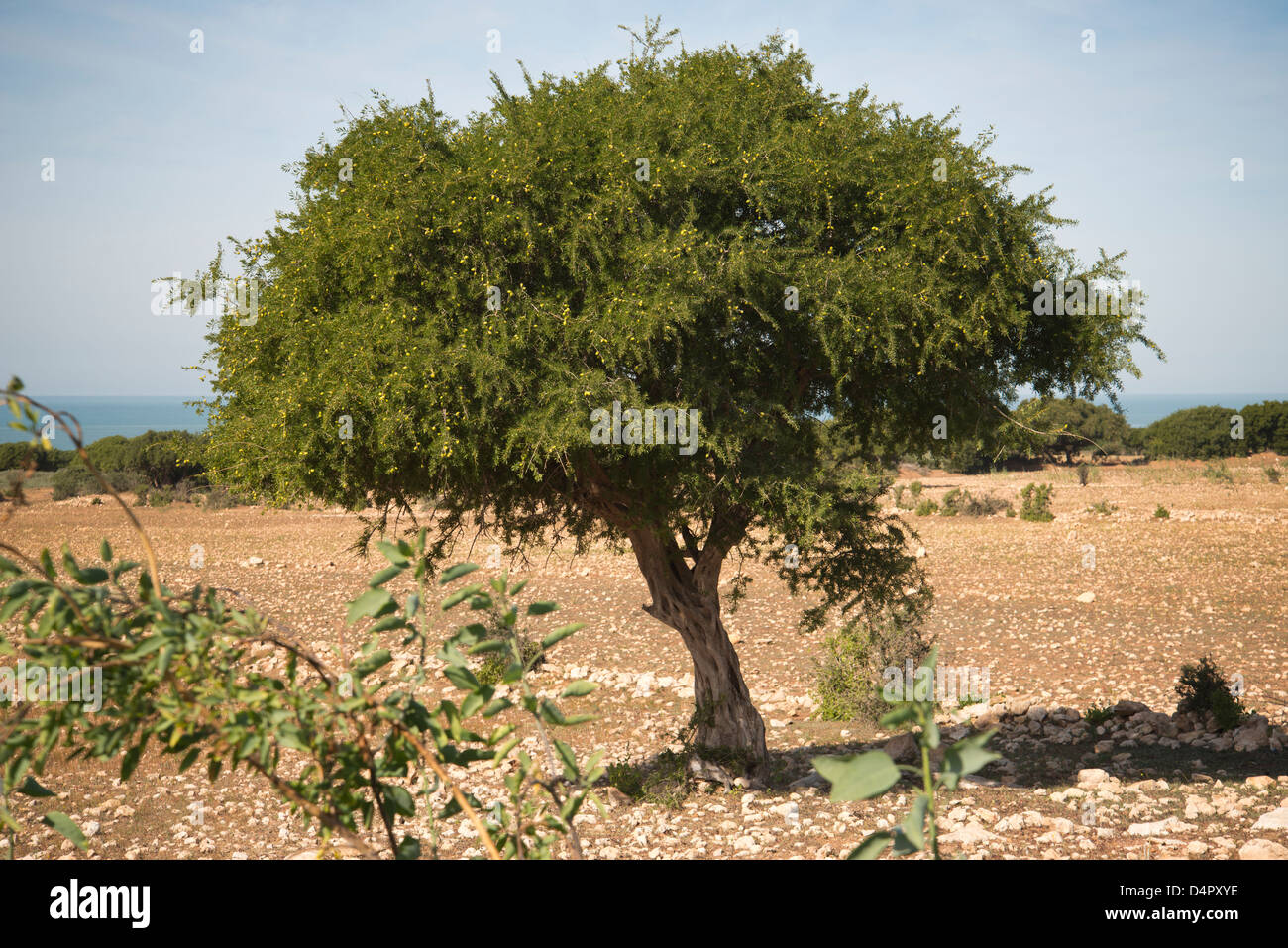 Argan tree Banque de photographies et d’images à haute résolution - Alamy