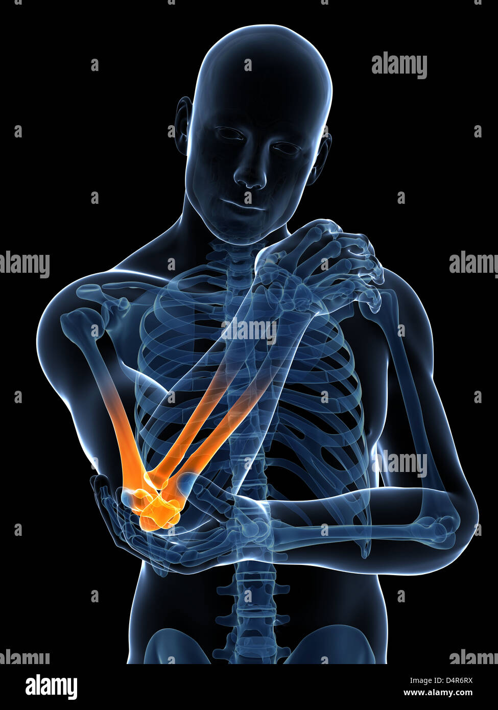 Anatomie du coude Banque de photographies et d’images à haute ...