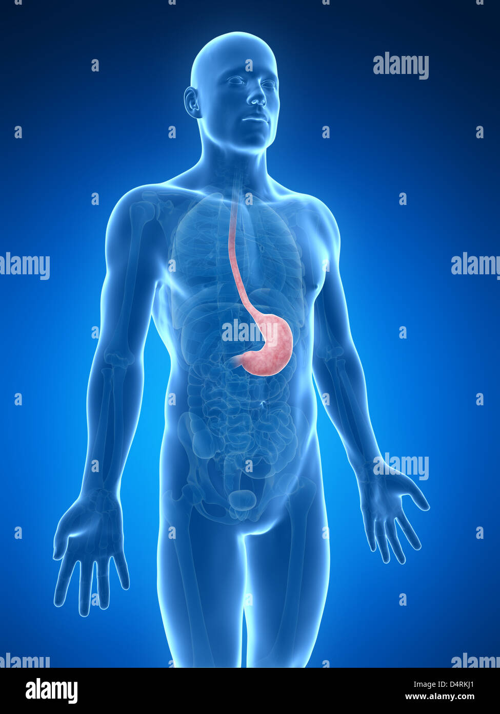 Anatomie de l'estomac Banque de photographies et d’images à haute ...