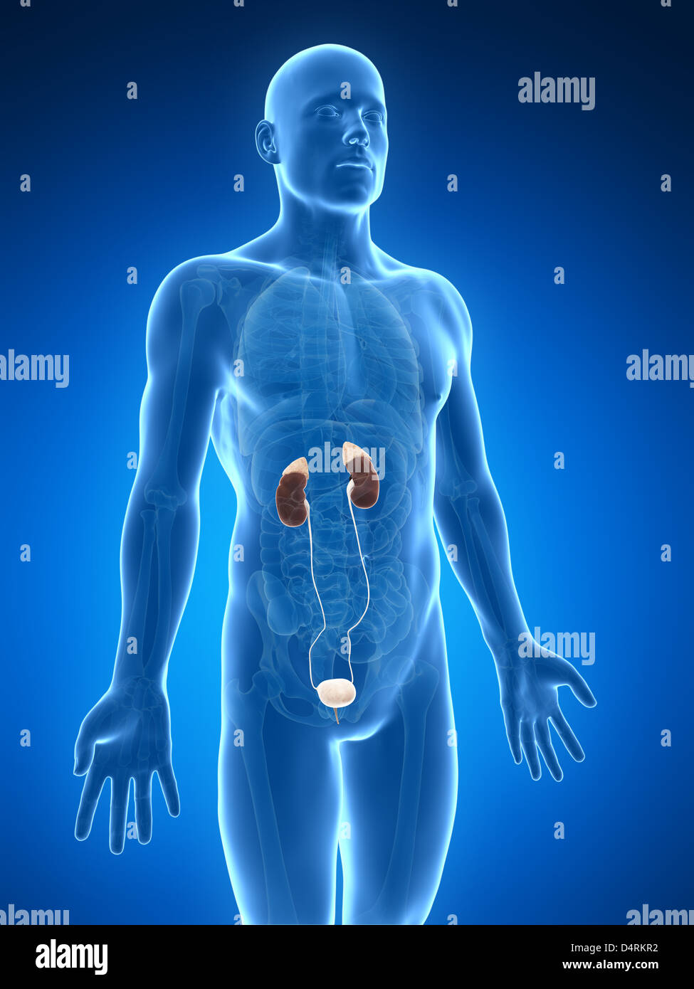 Anatomie du système urinaire Banque de photographies et d’images à ...