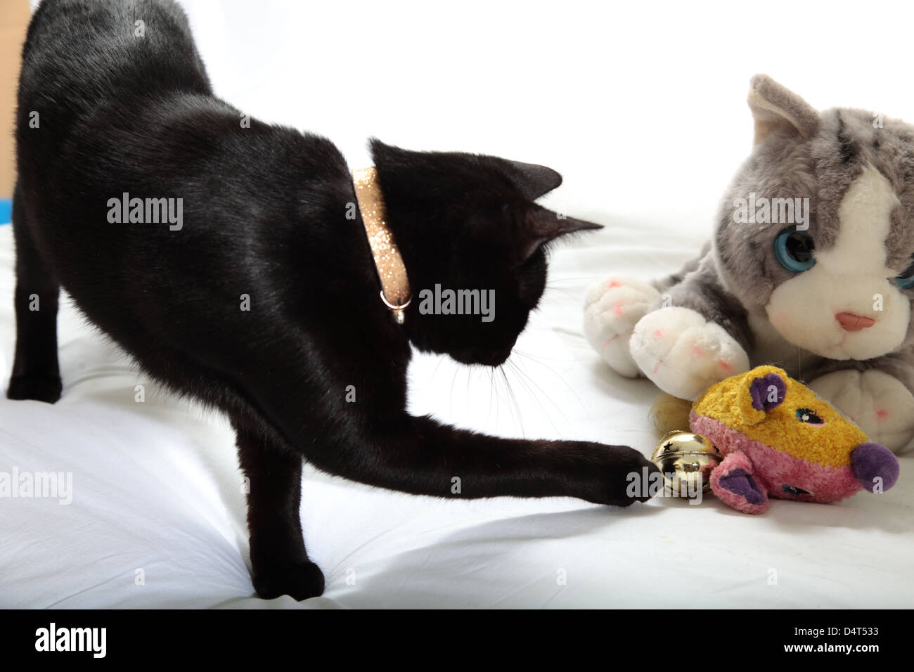 Chat jouant avec des jouets Banque de photographies et d’images à haute ...